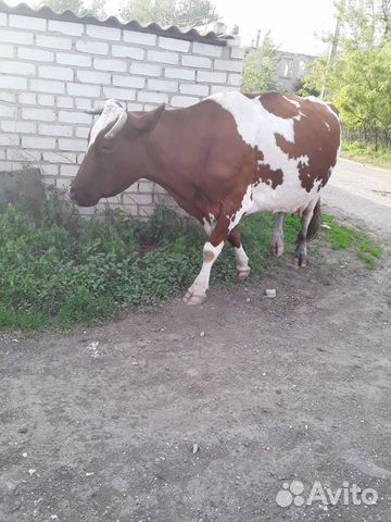 Красно-пёстиая корова голштинской породы