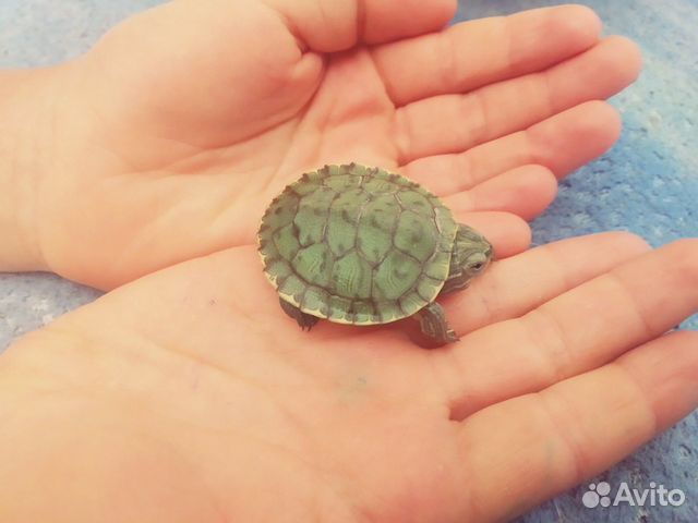 Отдам в хорошие руки черепашку