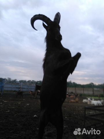 Стадо коз