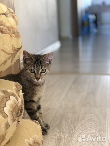 Котенок в добрые руки