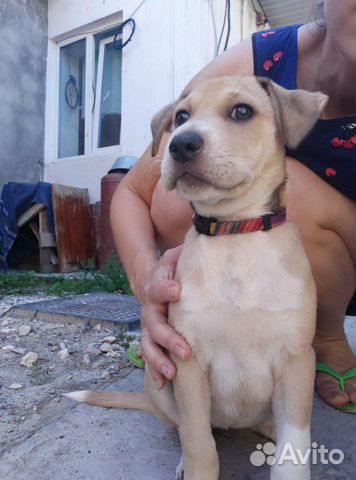 Щенок ищет дом