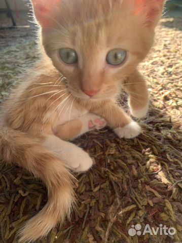 Рыжий котенок Мурзик