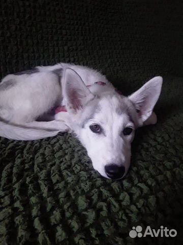 Щенки сибирская хаски