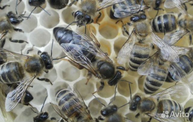 Матка пчелиная Карпатка