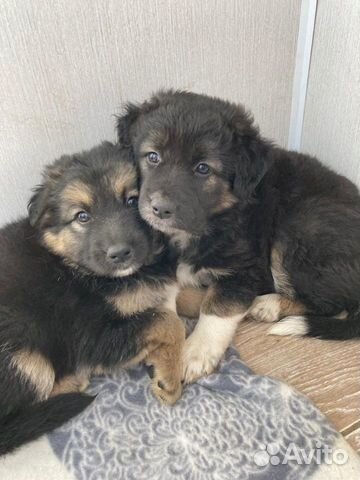 Щенки бесплатно