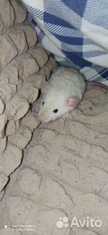 Крыса Дамбо