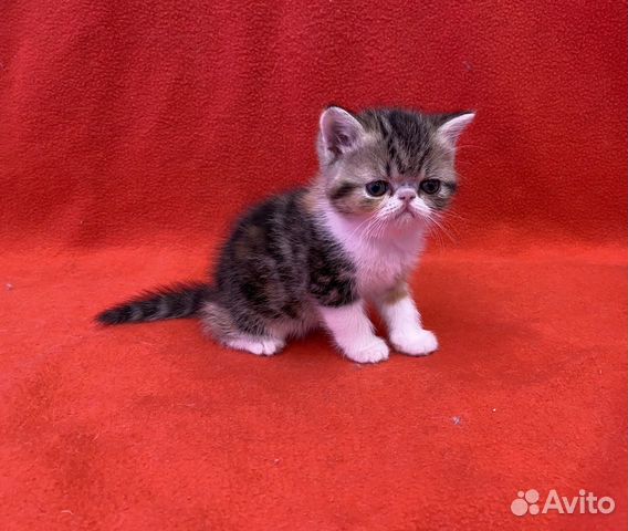 Трехцветная кошка экзотическая короткошерстная