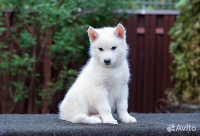 Три белых коня)