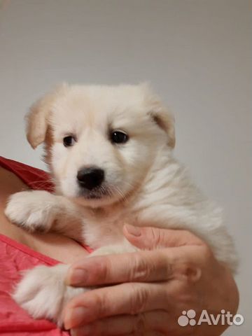 Пацанчик ищет дом