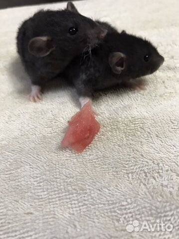 Крыса дамбо