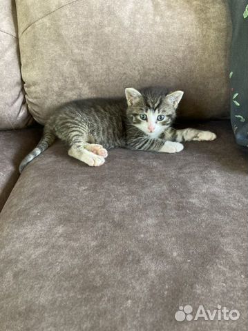 Ищет дом маленький котёнок