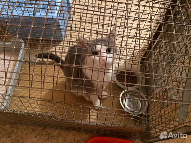 Два котика на передержке