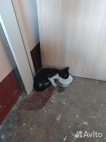 Черный котенок в добрые руки
