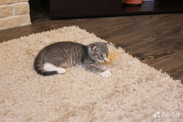 Вислоухие котики