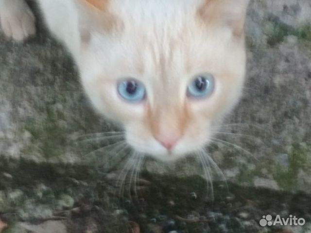 Синеглазый молоденький ласкуша в дар