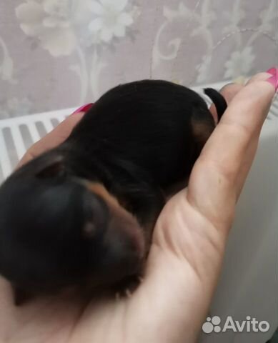 Йоркширский терьер мини щенки