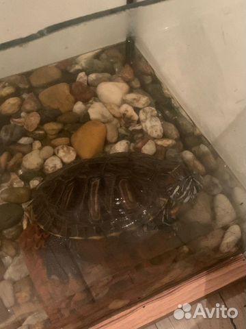 Отдам бесплатно черепашку с аквариумом