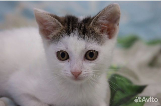 Котенок девочка Белочка 3,5 месяца в добрые руки