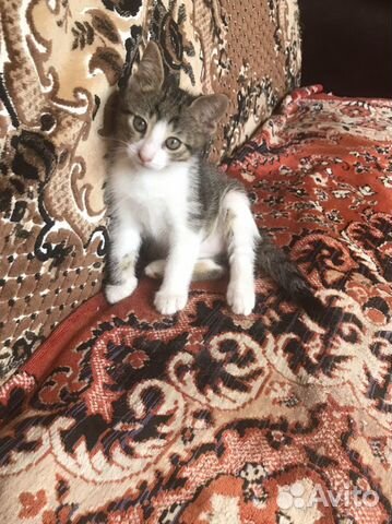 Отдам в добрые руки котят