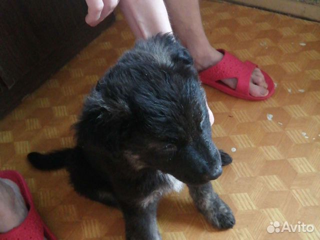 Щенки алабая