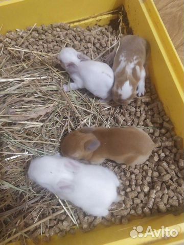 Супер кролики