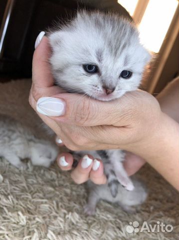 Шотландские вислоухие котята