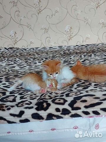 Котенок в дар рыжий мальчик и девочка 1 мес