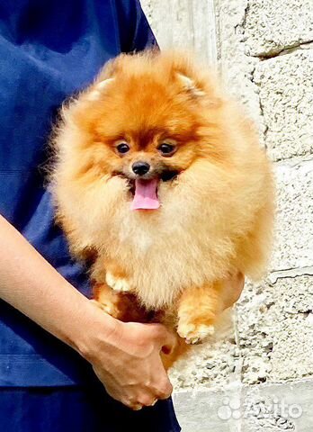 Померанский шпиц