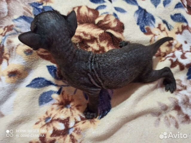 Донской сфинкс котята. Отдаем бесплатно в хорошие