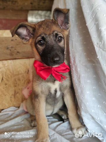 Щеночки Поня и Пончик, 2.5мес от роду