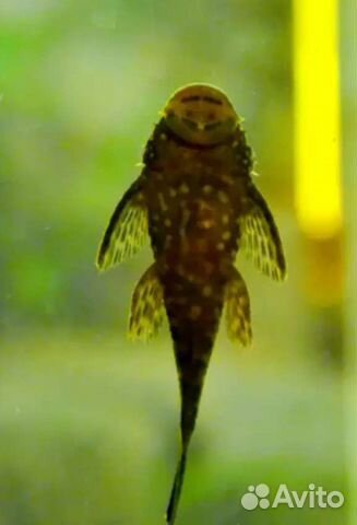 Сомик прилипала