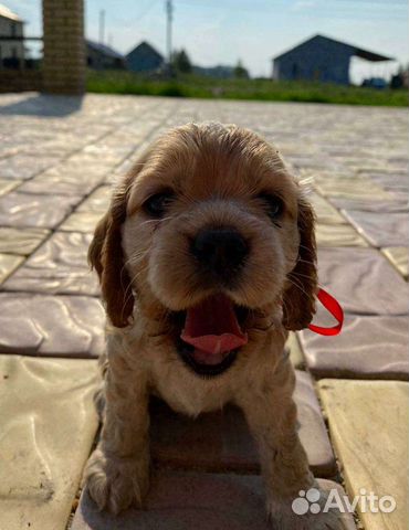 Кокер спаниель