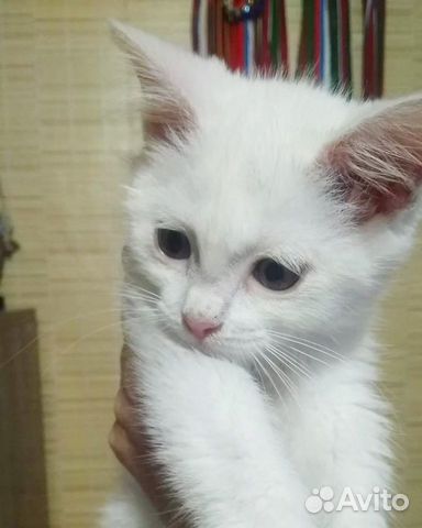 Снежка в заботливые ручки