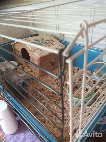 Морская свинка скинни самец