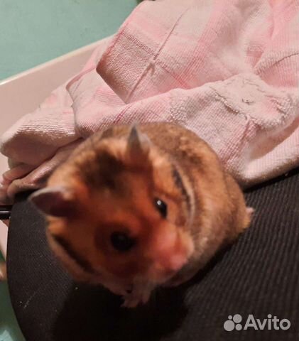 Хомяк с клеткой