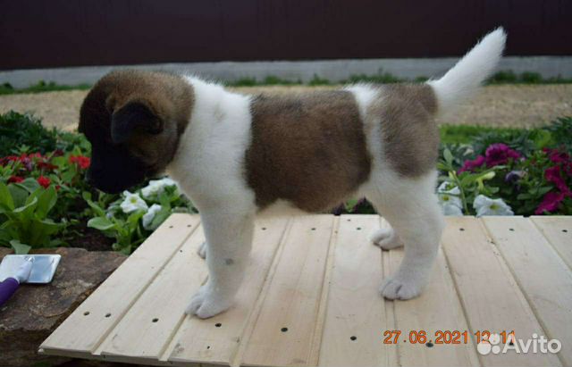 Продаются щенки Американской Акиты