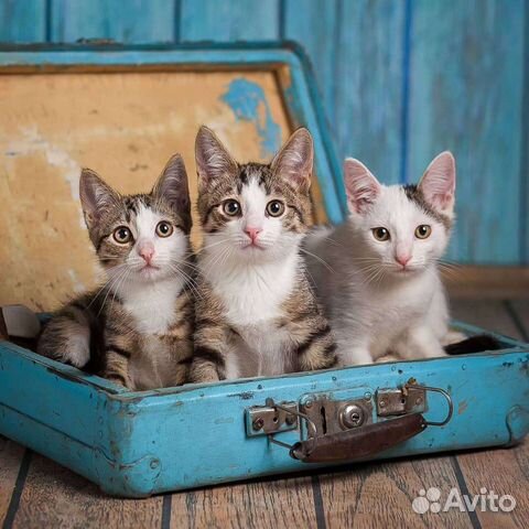 Котята в добрые руки