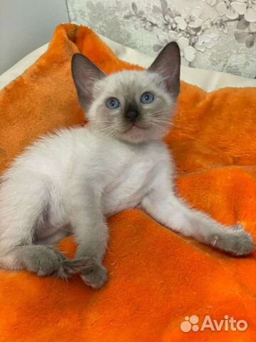 Тайская кошка