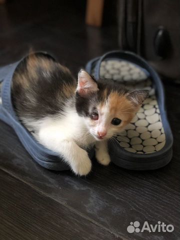 Малышка в добрые руки