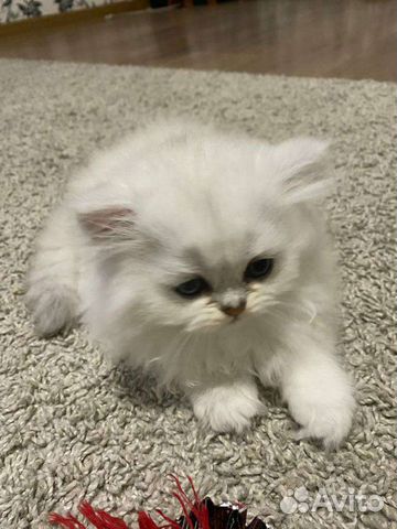 Британские котята шиншилла