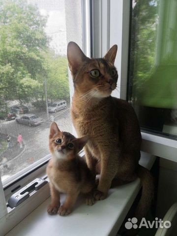 Абиссинский котенок