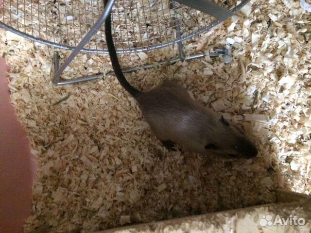 Песчанки девочки