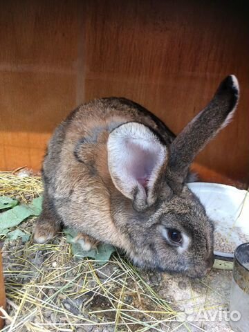 Кролик самка 5 месяцев