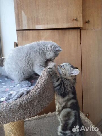 Мраморный котик и голубая кошечка