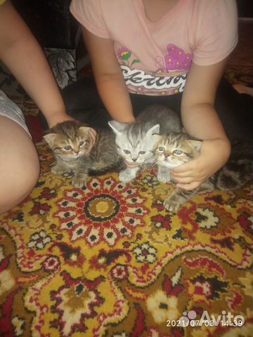 Кошки