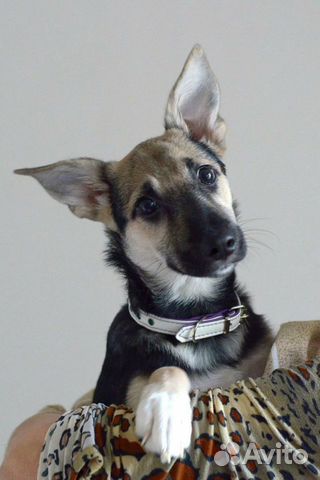 Отдам щенка Нору