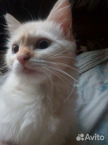 Кошки