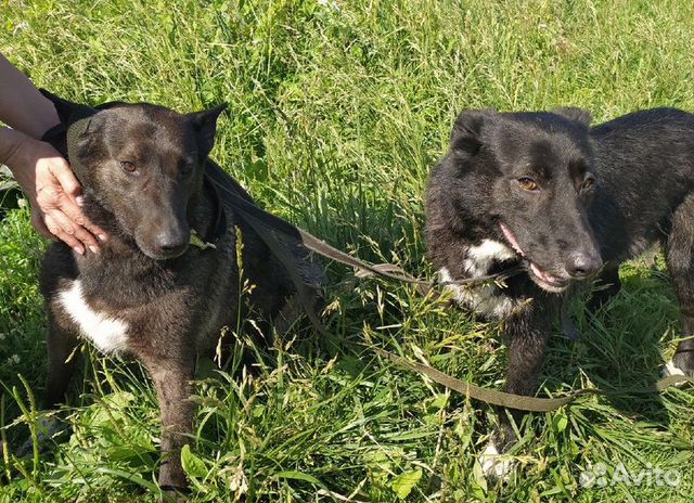 Две замечательные собачки в семью