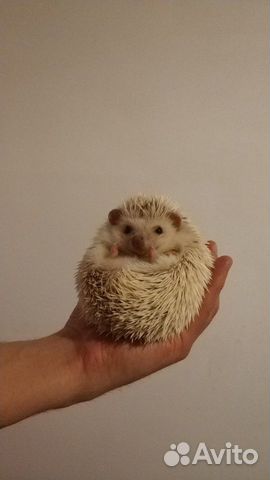 Африканский еж