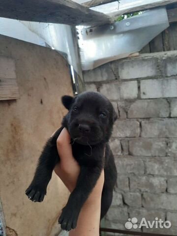 Метис немецкой овчарки